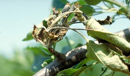Controlling fire blight without antibiotics in organic apples goal of ...