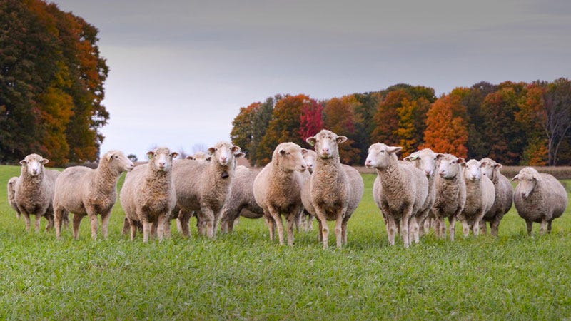 Michigan Sheep Producers to host virtual Shepherds Weekend Jan. 8-10 ...
