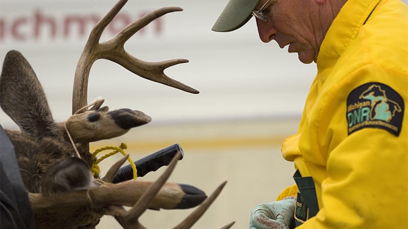 CWD confirmed at farmed deer facilities in Mecosta and Montcalm ...
