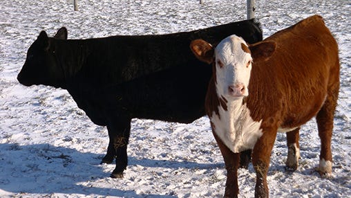 Cattlemen’s College set for February 13 - Michigan Farm News