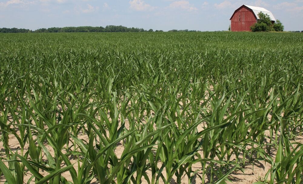 Extreme heat and no rain, taking a toll on Michigan crops - Michigan ...