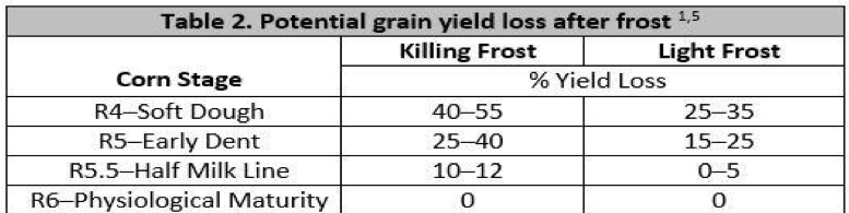 Will corn reach maturity before a killing frost? - Michigan Farm News
