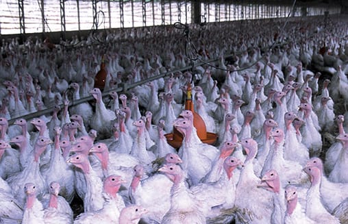 New bird flu prompts caution - Michigan Farm News