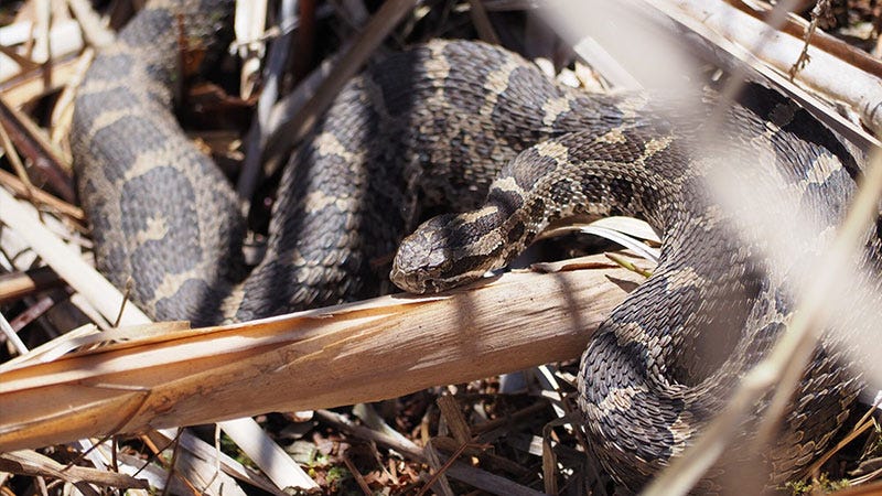 Endangered Great Lakes rattler once had a bounty - Michigan Farm News