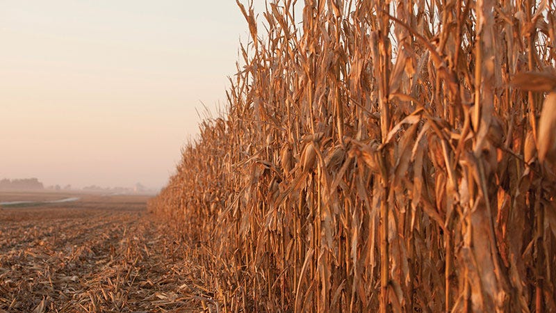 RMA introduces Enhanced Coverage Option for 2021 crop insurance ...