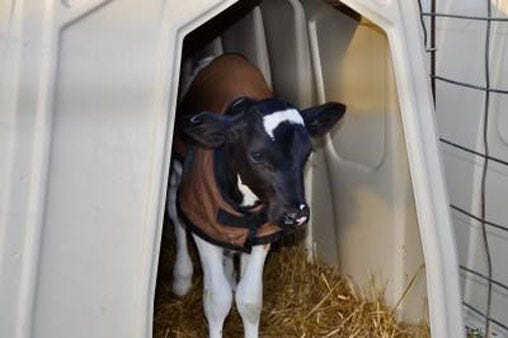 Why you should use deep straw bedding and calf jackets - Michigan Farm News