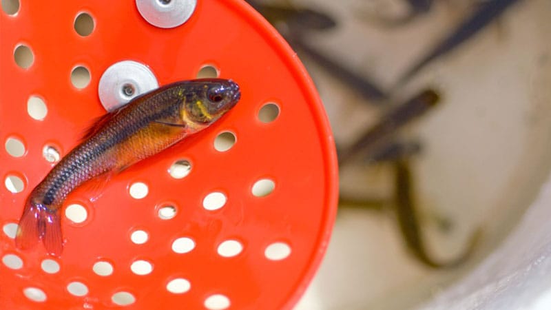 Keep Michigan's waters great – don't dump your bait - Michigan Farm News