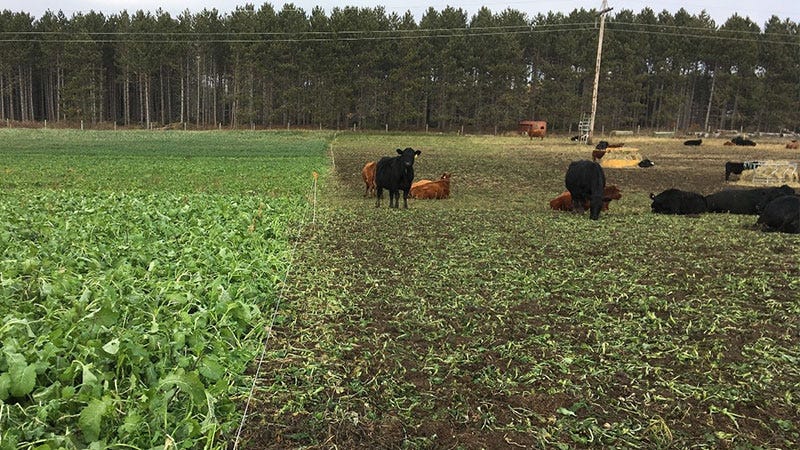 Cover crop questions? Check out the updated Midwest Cover Crops Field ...