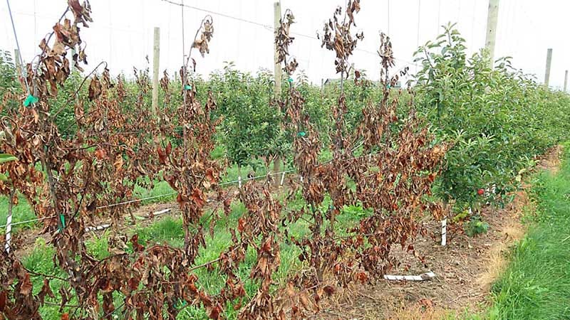 Michigan Apple Committee announces 2023 research project funding ...