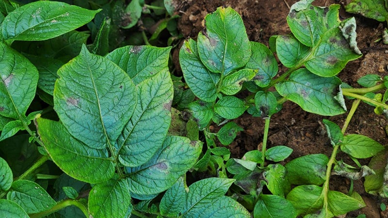 MDARD drops permitting plan for late blight research in Michigan ...