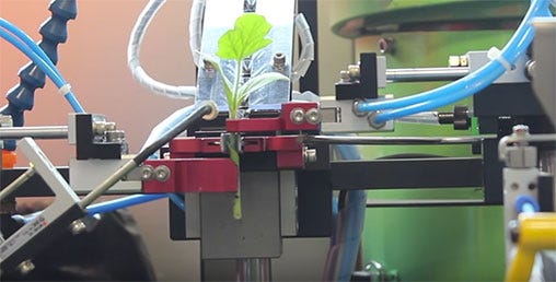 Robot makes plant grafting a snap - Michigan Farm News