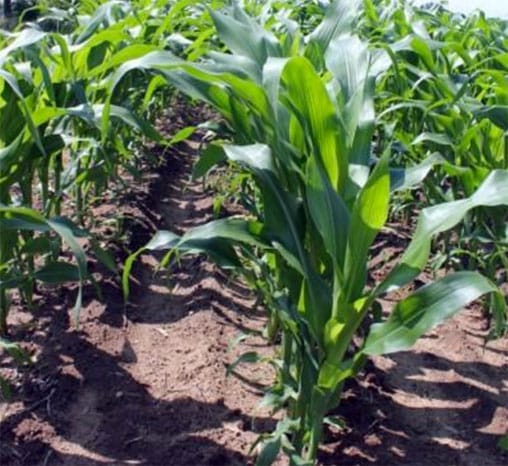 When is the best time to plant corn in Michigan? - Michigan Farm News