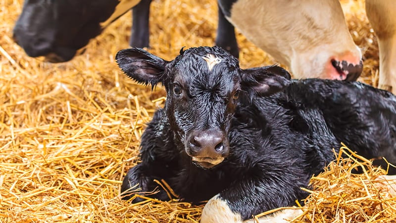 USDA cattle report confirms no major herd expansion - Michigan Farm News