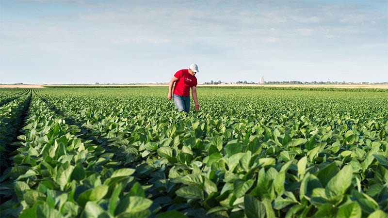 BASF announces Liberty ULTRA herbicide - Michigan Farm News