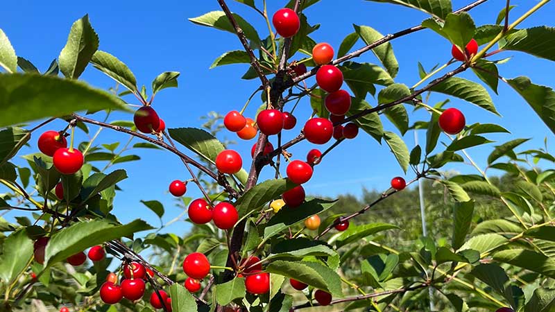 MSU researchers uncover the hidden complexity of the Montmorency tart ...