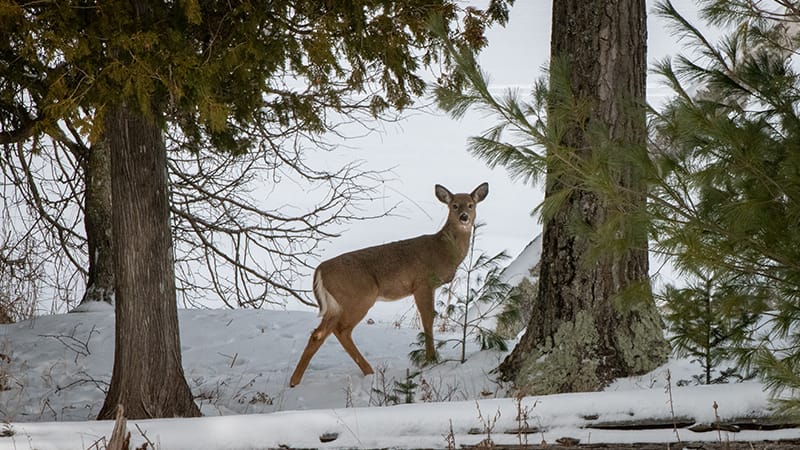 DNR reports Mecosta County’s first CWD-positive wild deer - Michigan ...