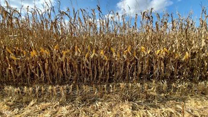 Michigan farmer earns statewide recognition in National Corn Yield ...