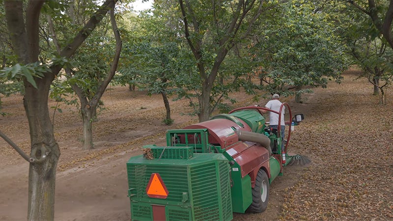 Conrad Farms chooses chestnuts, 'grain that grows on trees' - Michigan ...
