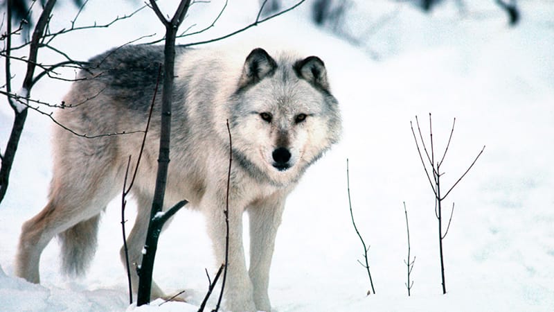 ‘Little red riding hood syndrome’ — wolf controversy in the UP ...