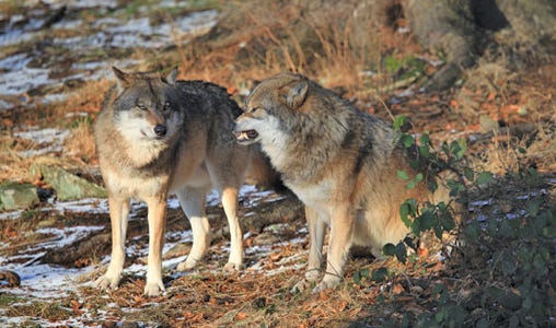 Natural Resources Commission authorizes limited public wolf harvest ...