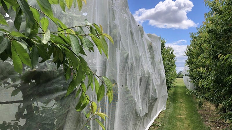 MSU: Netting in high-density sweet cherries reduces bird, SWD damage ...