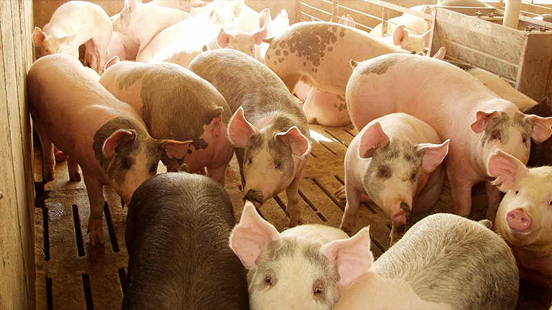 Pandemic assistance deadline extended for hog producers - Michigan Farm ...