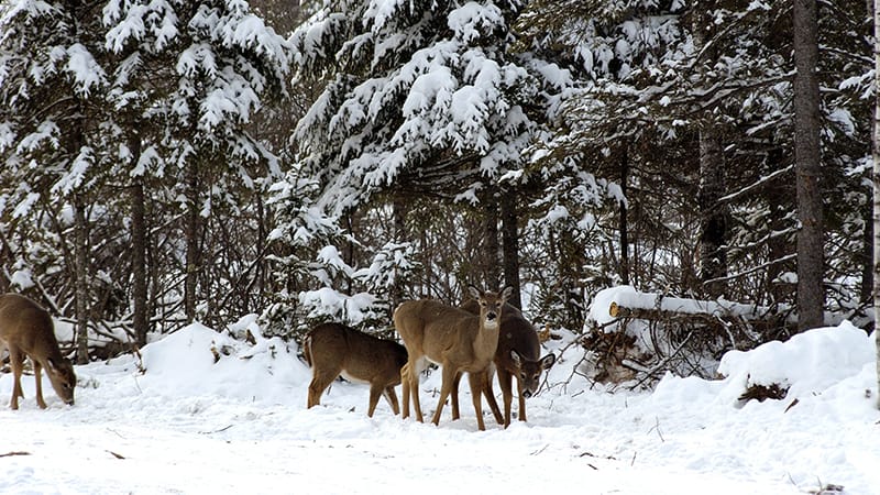 Don't miss deer hunting opportunities in December, January - Michigan ...