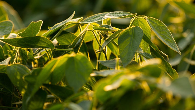 Corteva, BASF collaborate to deliver 'future of weed control' to ...