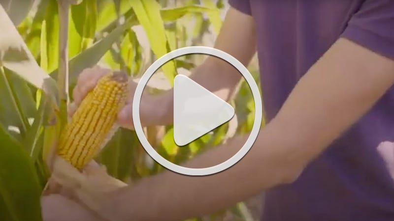 Bayer's Preceon short stature corn shows strong performance in multi ...