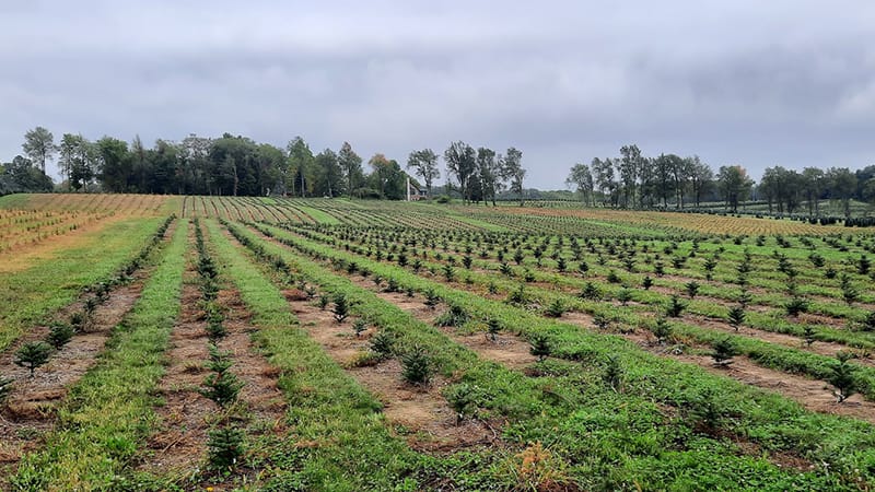 Michigan Christmas tree market looks steady for the 2024 season ...