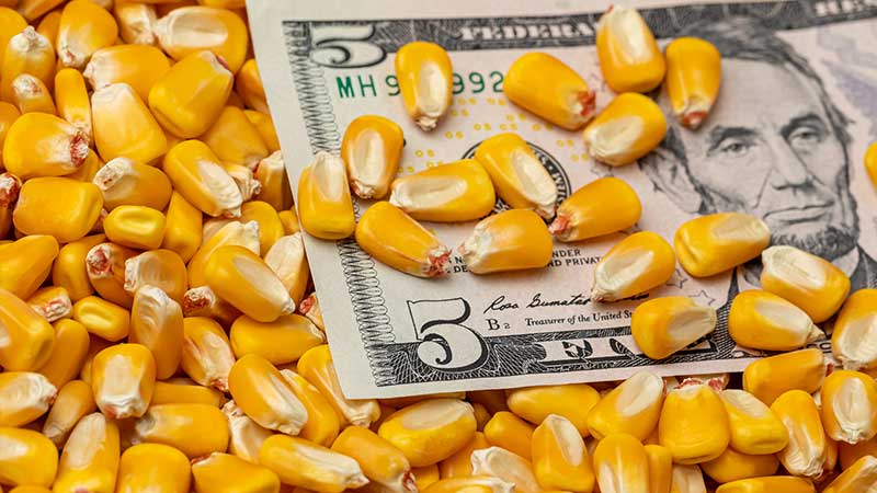 Crop prices, interest rates send farmer sentiment plummeting - Michigan ...