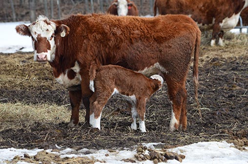 Beef STEM event to engage science coordinators - Michigan Farm News