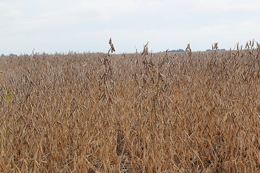 Soybean row spacing yields interesting results! - Michigan Farm News