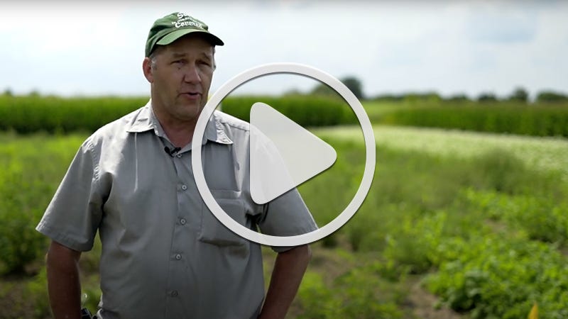 What are the cover crop options for Michigan farmers? - Michigan Farm News