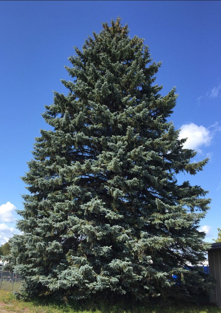 Iron Mountain family donates the official 2019 state Christmas tree ...
