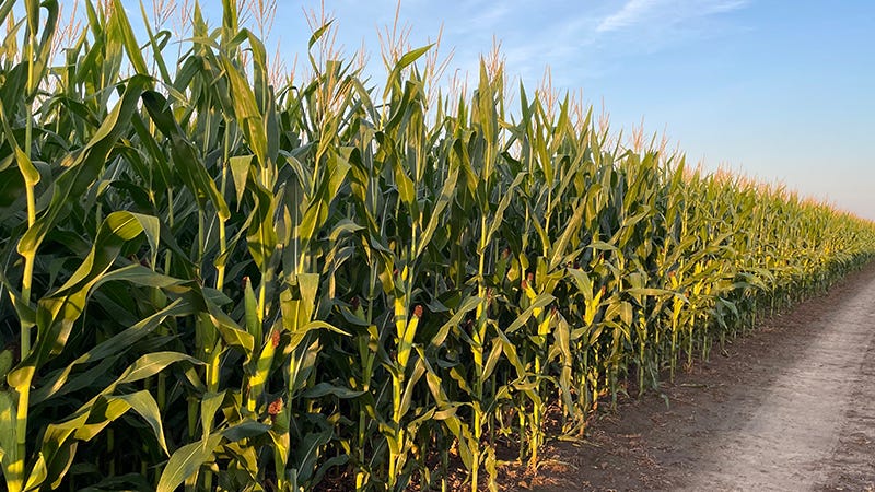 How did farmers manage to grow a record corn crop in 2023? - Michigan ...
