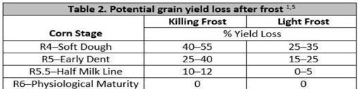 Will corn reach maturity before a killing frost? - Michigan Farm News