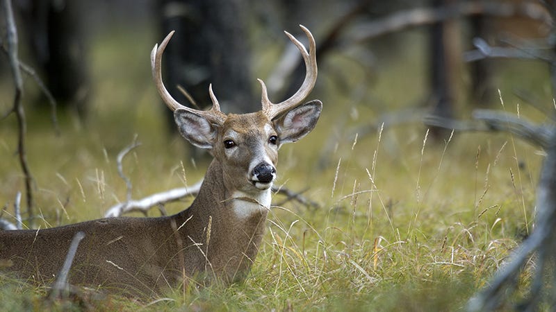 DNR expands pheasant release program - Michigan Farm News