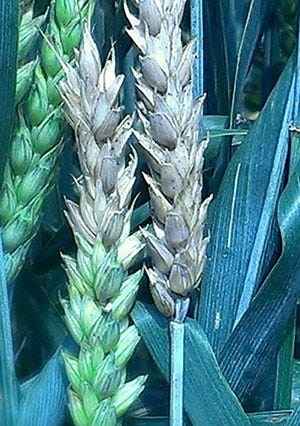 Suppress Fusarium head scab in wheat - Michigan Farm News