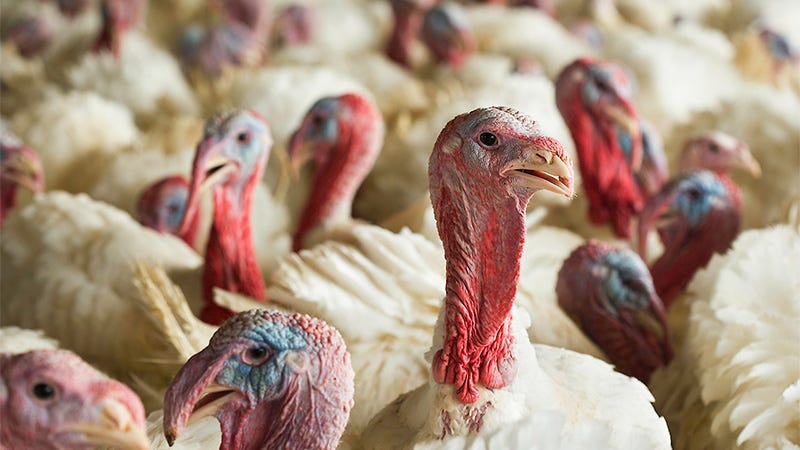 Avian influenza detected in first Michigan commercial flock - Michigan ...