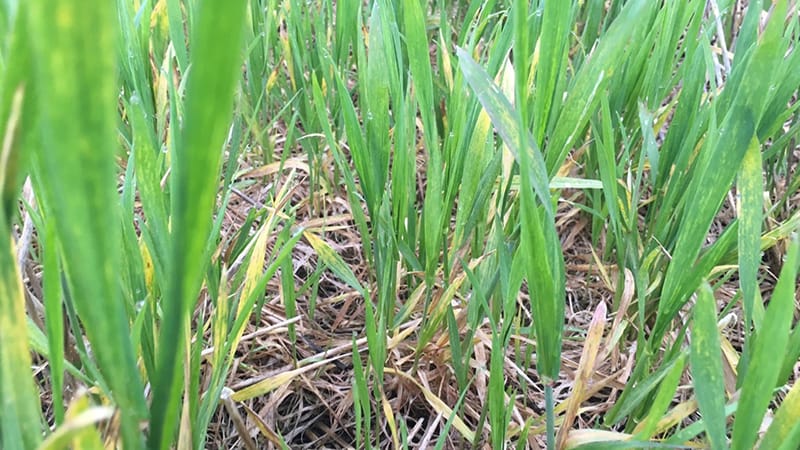 Terminating volunteer wheat vital to wheat streak mosaic virus ...