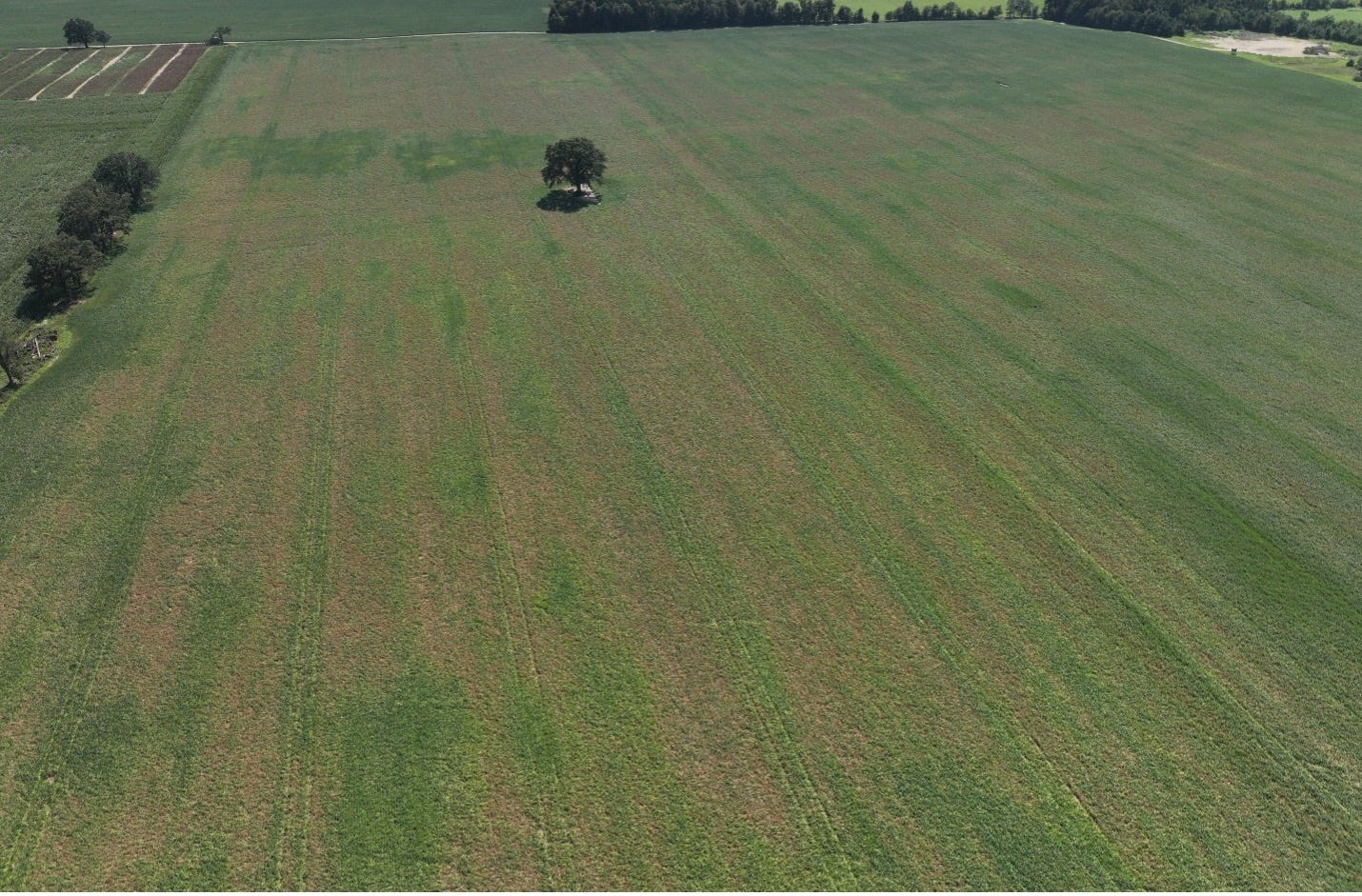 Fall management recommendations for soybean fields infested with white ...