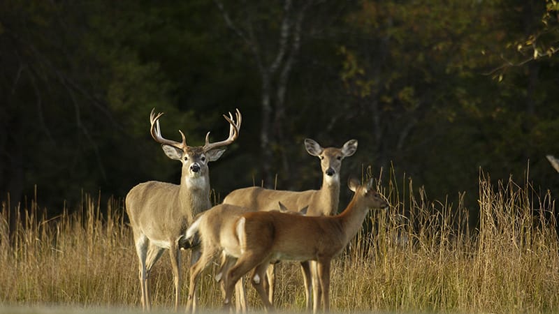 Hunters, follow best practices this firearm deer season - Michigan Farm ...