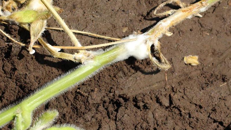 BASF unveils 19 new Xitavo soybean seed products for the 2025 season ...