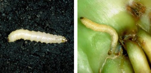 Plan to scout for corn rootworm - Michigan Farm News