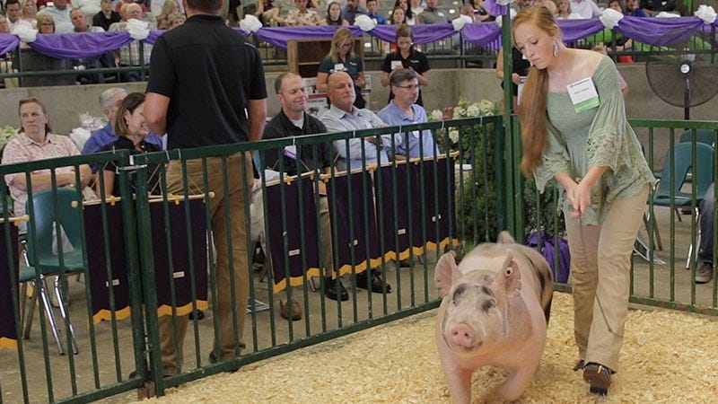 Michigan Livestock Expo is still a go - Michigan Farm News