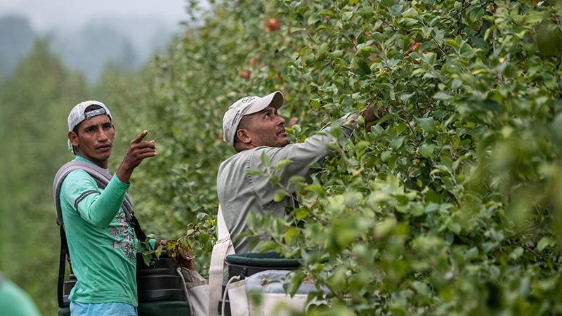 MSU ag economist to analyze agricultural labor trends, H-2A and Adverse ...