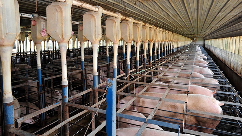 Pork prices up 20% to 40% in California following implementation of ...