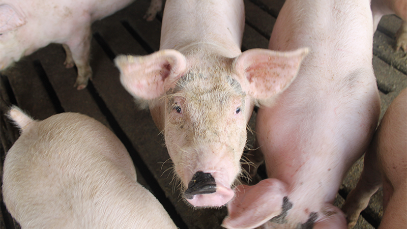 USDA researchers confirm 6 unique strains of African swine fever virus ...