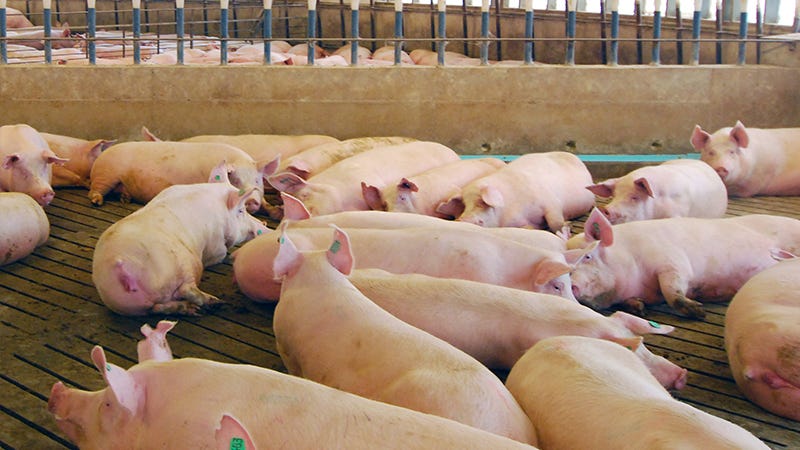 USDA adds 'Swine Non-Carcass Merit Premium' for Calif. Prop 12 ...